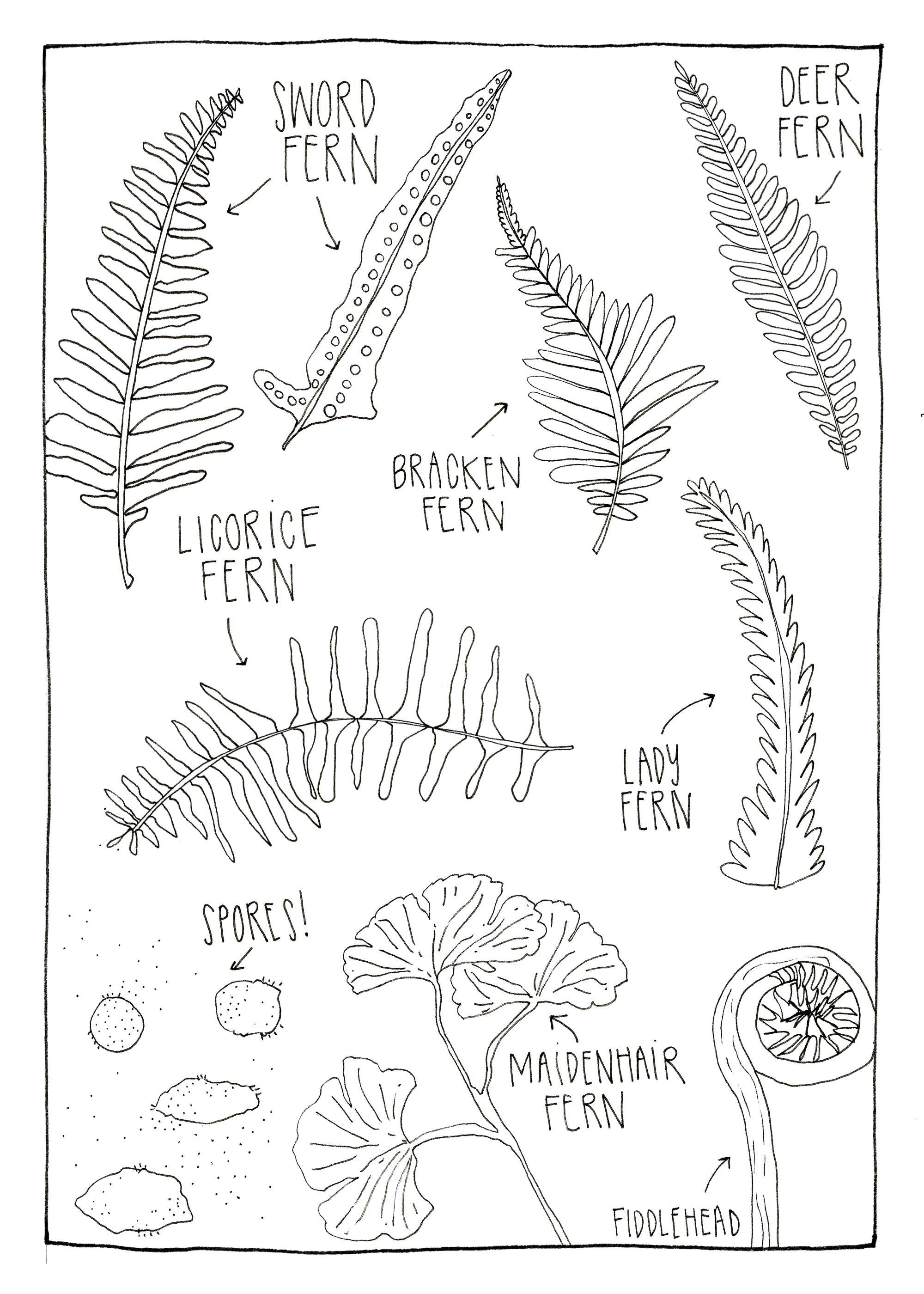 Ferns of The PNW Coloring Postcard – Lauda